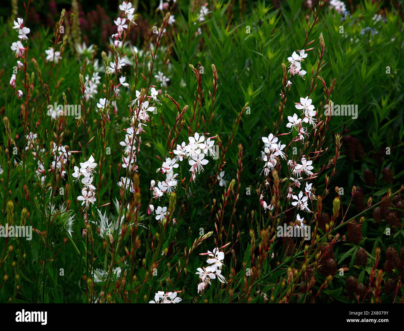 Closeup of the white pink flowers of the perennial summer flowering ...