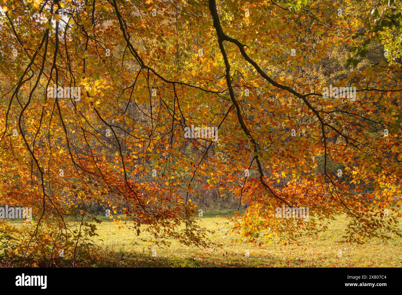 Overhanging leaves hi-res stock photography and images - Alamy