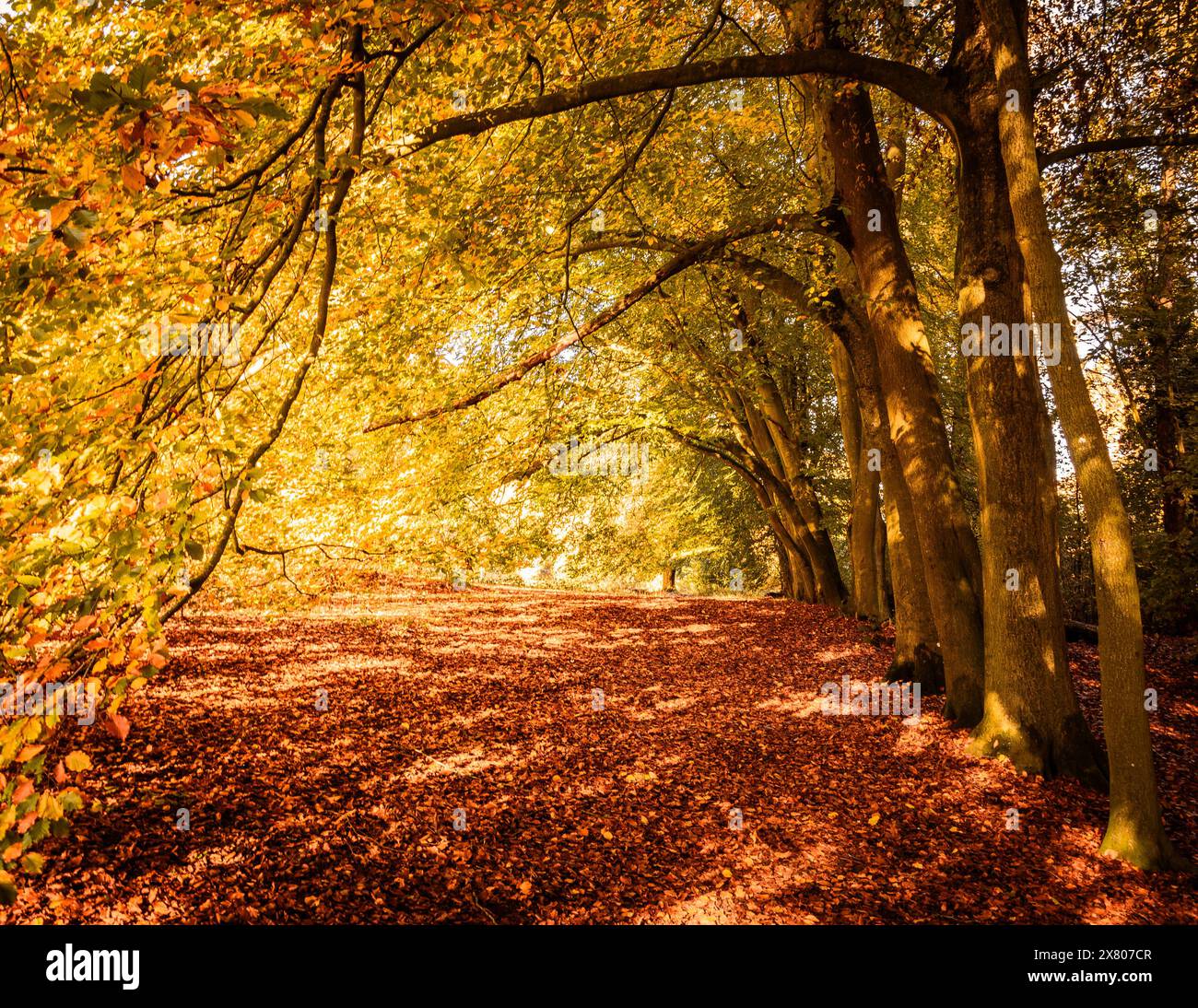 Fall autumn forest leaves hi-res stock photography and images - Alamy