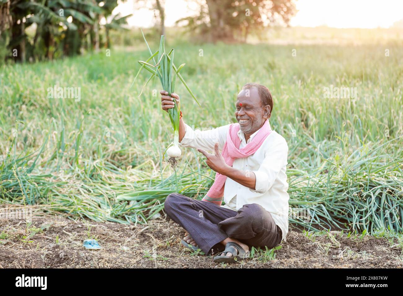 Indian farmer holding onion plant in onion farm Stock Photo - Alamy