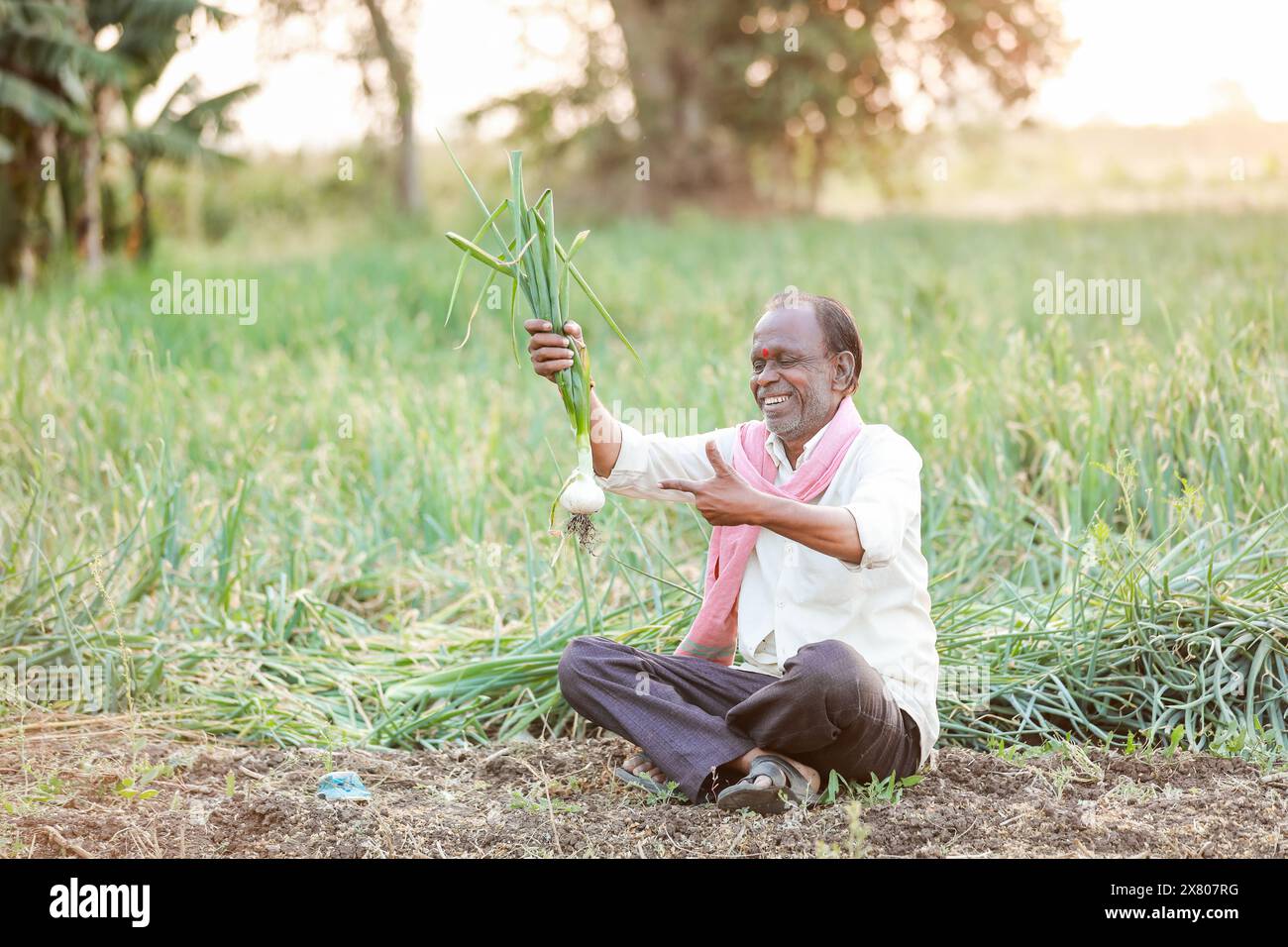 Indian farmer holding onion plant in onion farm Stock Photo - Alamy