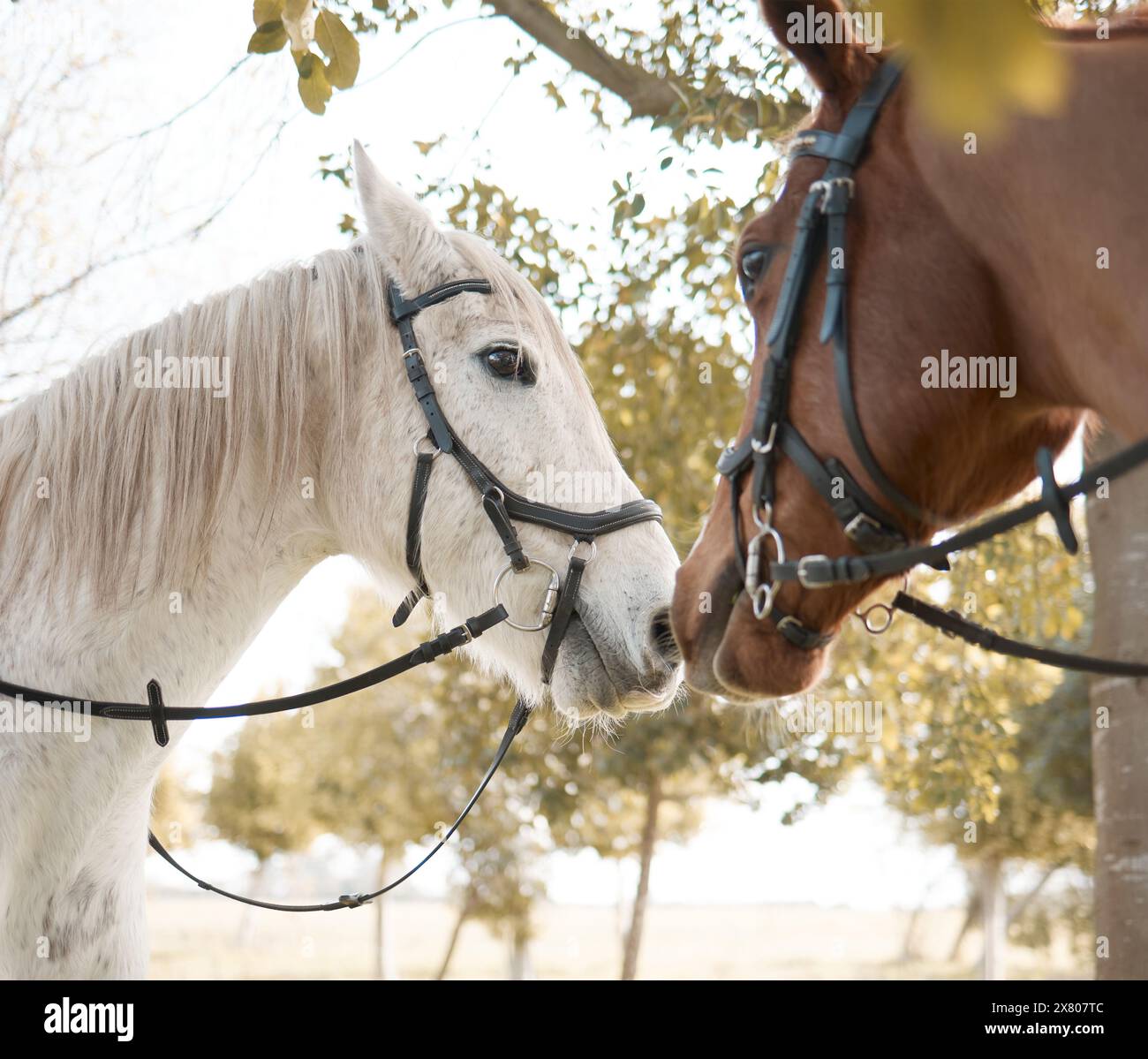 Horses, harness and outdoor on countryside field or wild animal or ...