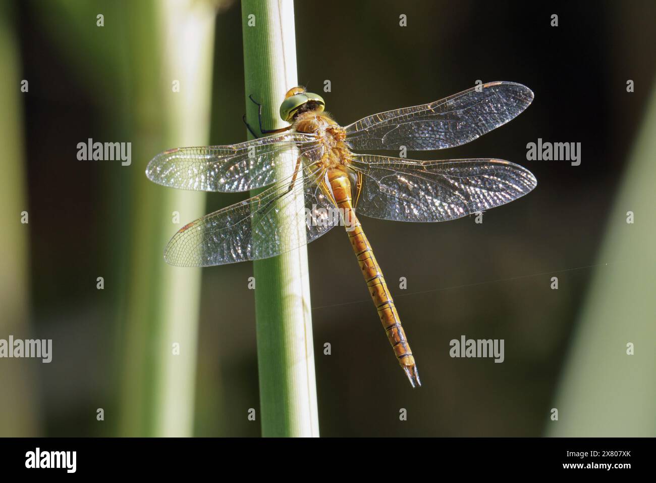 male specimen of green-eyed hawker dragonfly or norfolk hawker ...