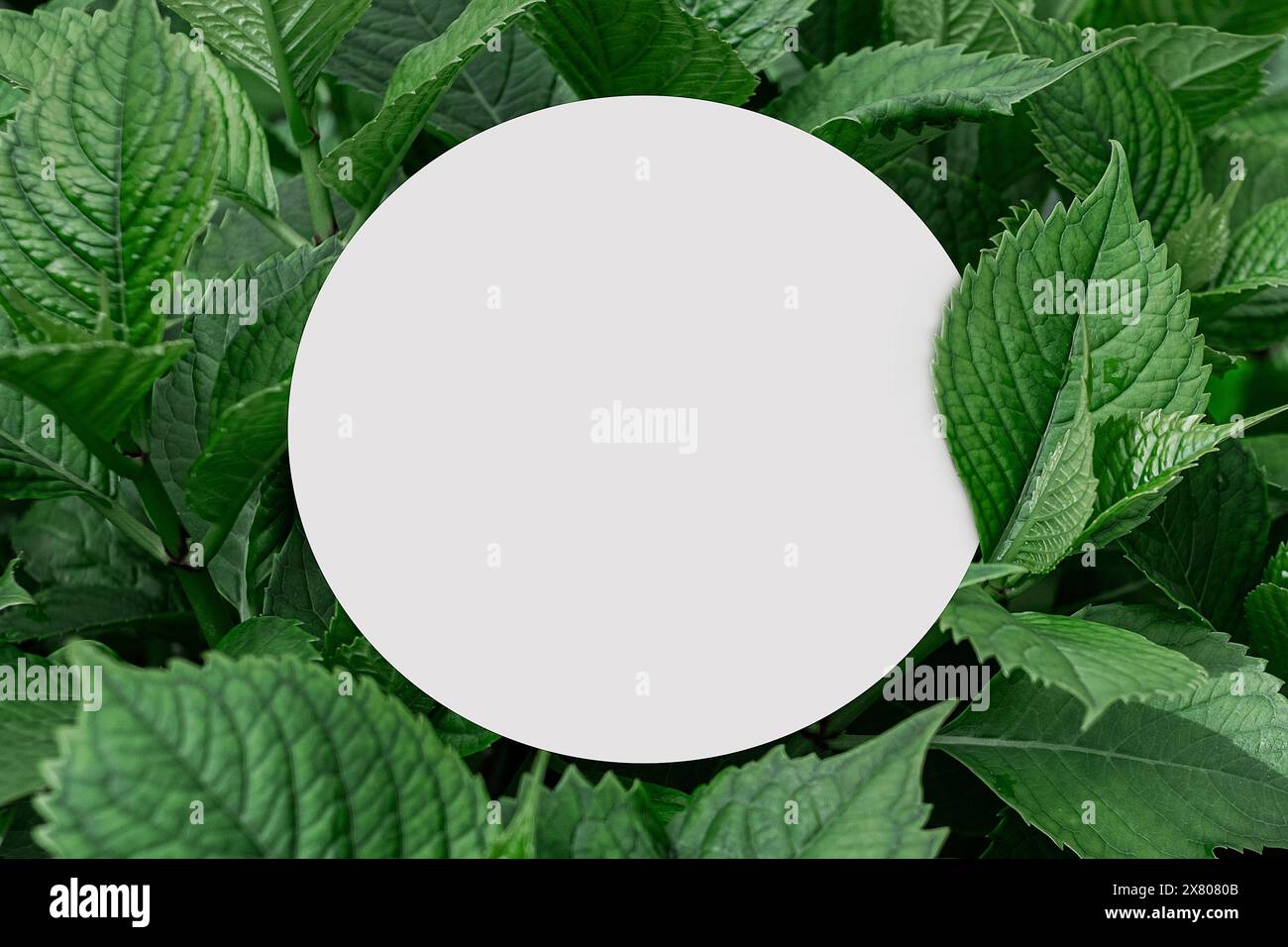 Green leaves background layout with white round corners shape. Nature ...