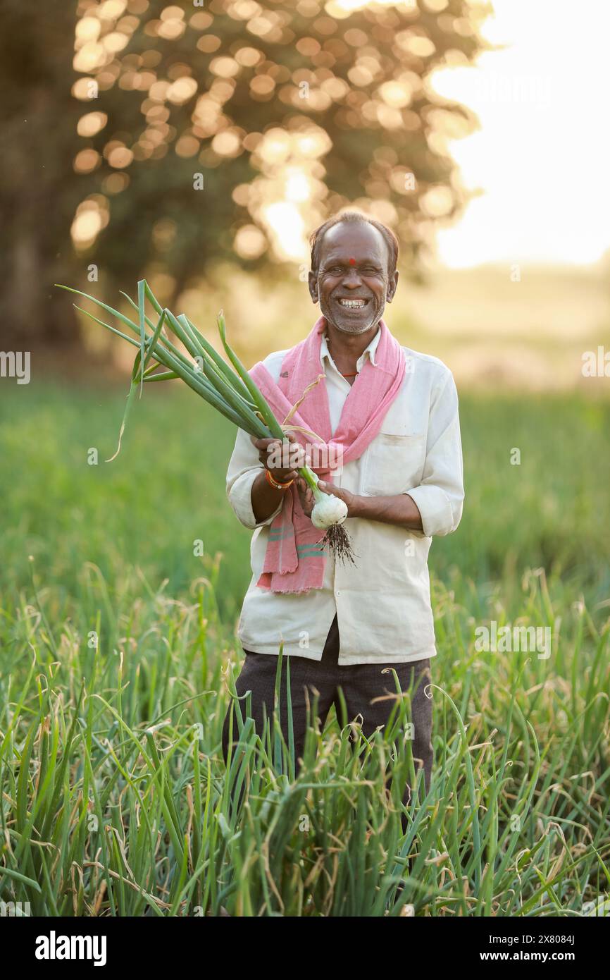 Indian farmer holding onion plant in onion farm Stock Photo - Alamy