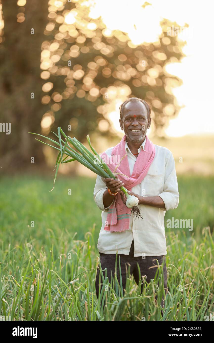 Indian farmer holding onion plant in onion farm Stock Photo - Alamy
