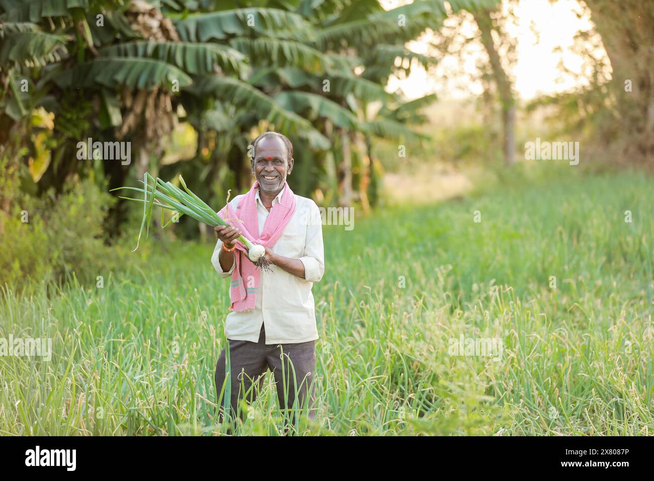 Indian farmer holding onion plant in onion farm Stock Photo - Alamy