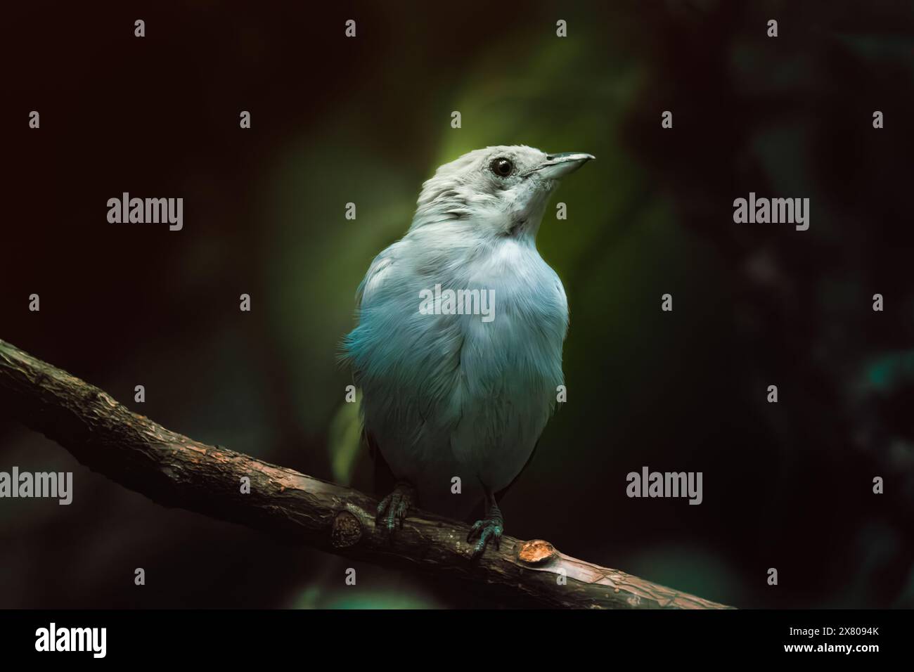 Small blue bird sitting on tree branch at a local zoo Stock Photo - Alamy