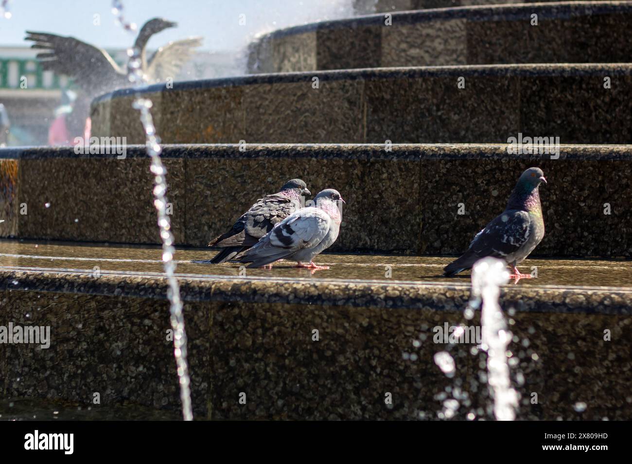 A water bird perches on the fountain steps, its beak dipping into the ...