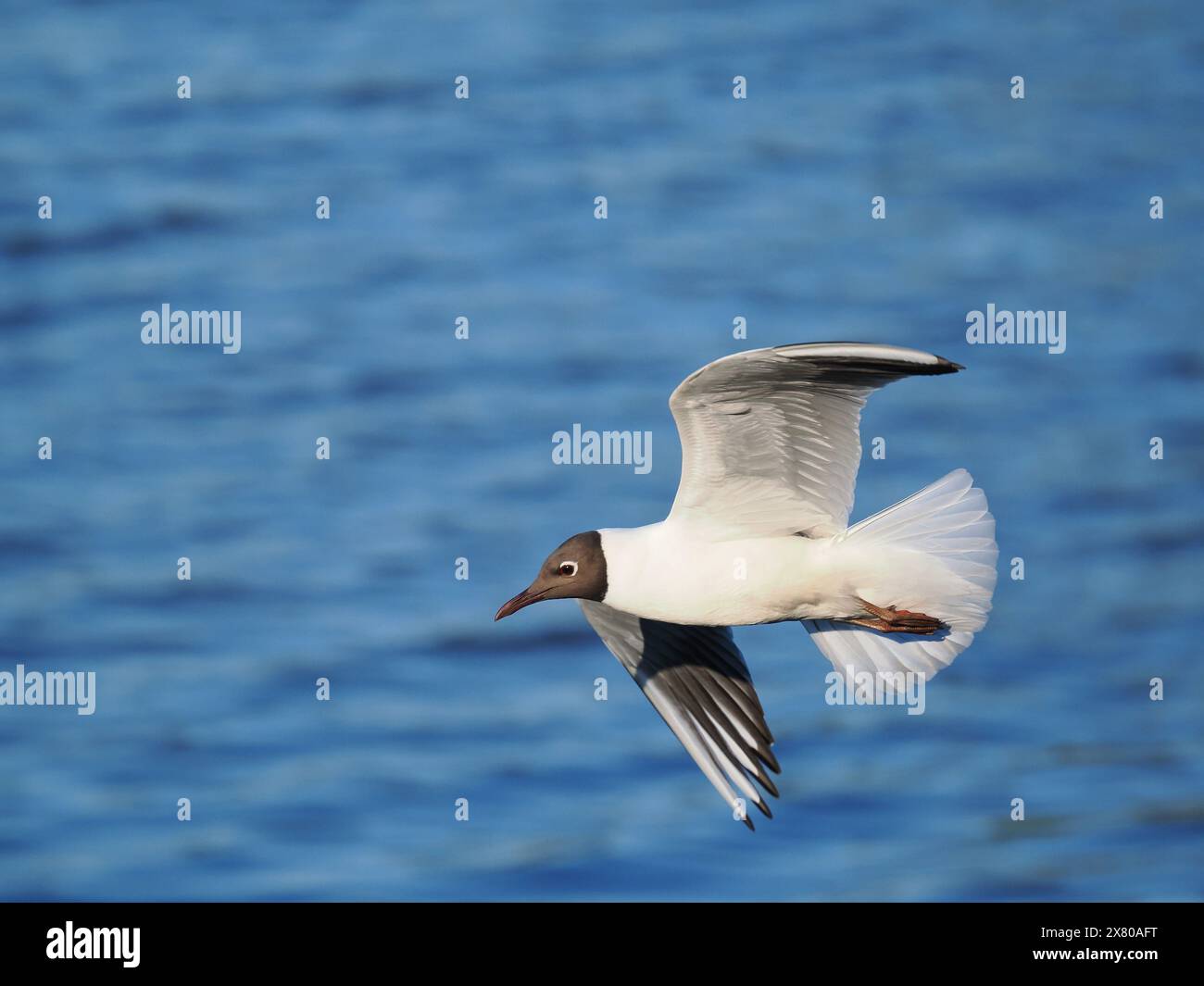 Black headed gull feeding on an reservoir Warrington UK Stock Photo - Alamy