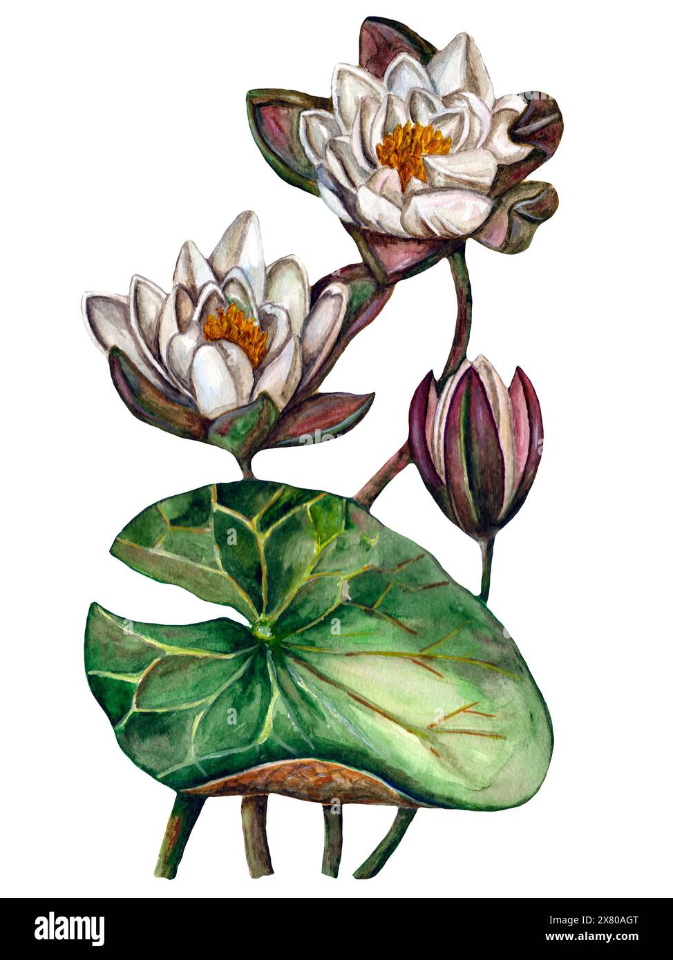The painting features a water lily depicted with white flowers and ...