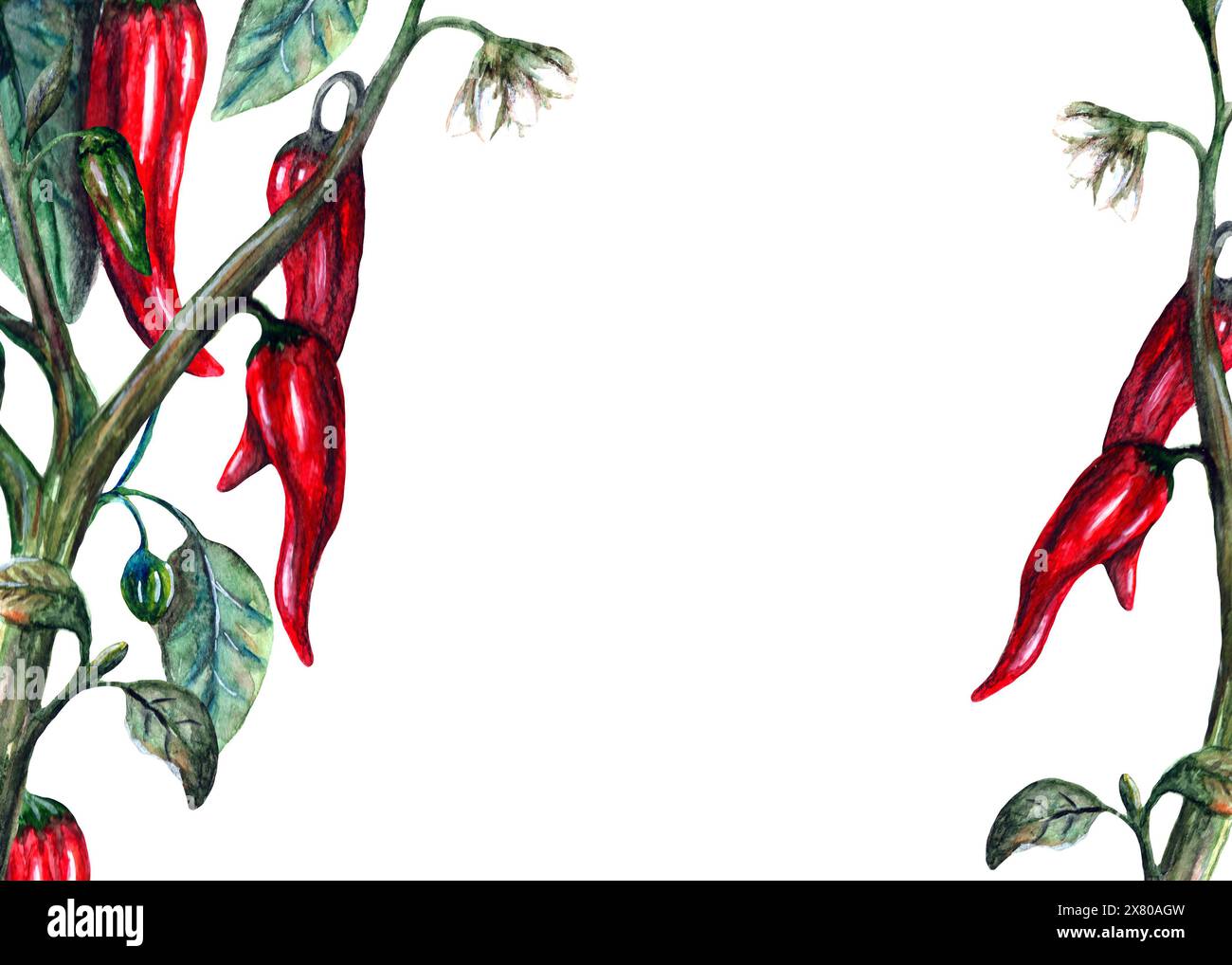 watercolor realistic invitation card template - red chili pepper with ...