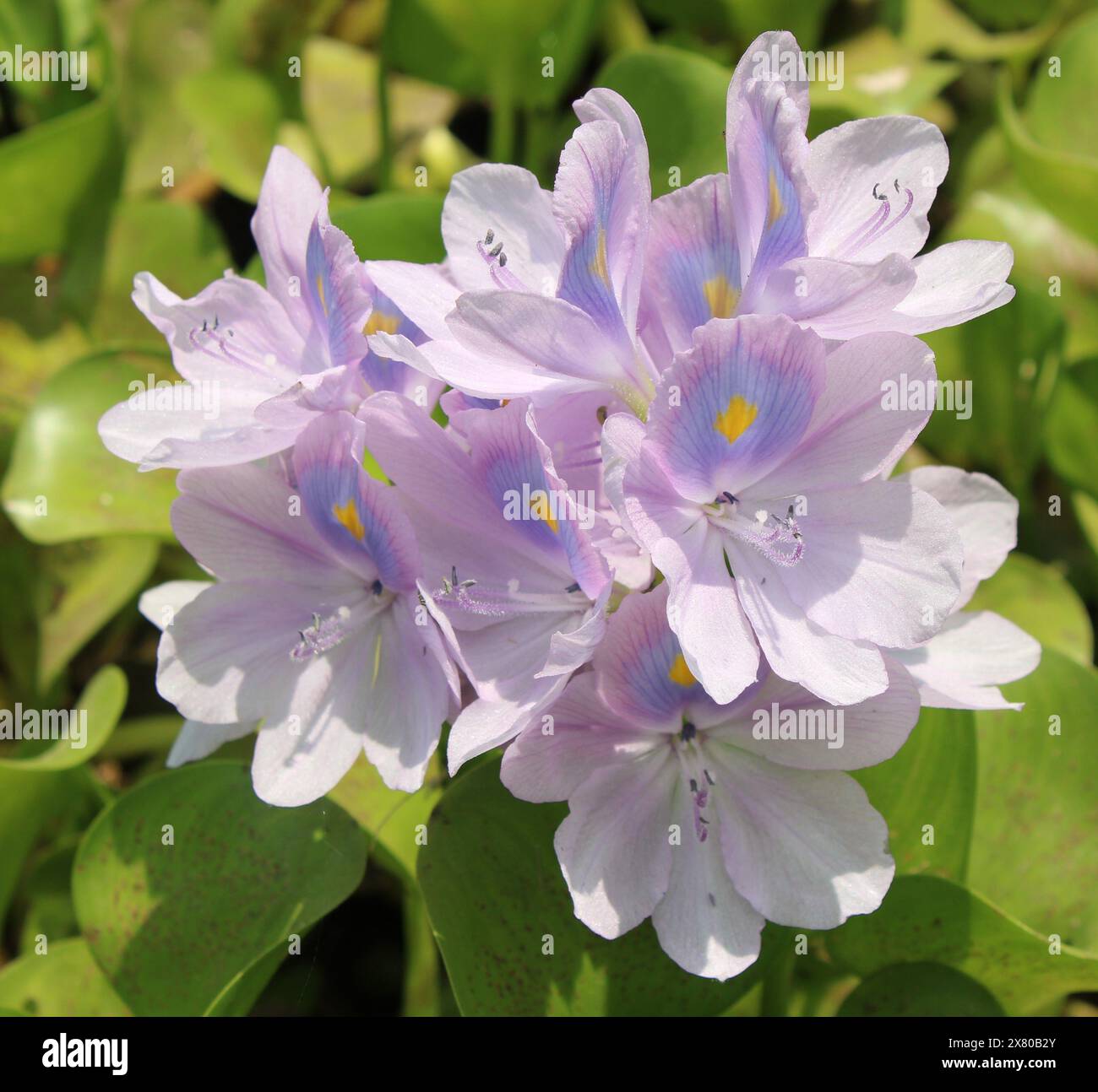 "Common Water Hyacinth" blooms in the reservoir Stock Photo - Alamy