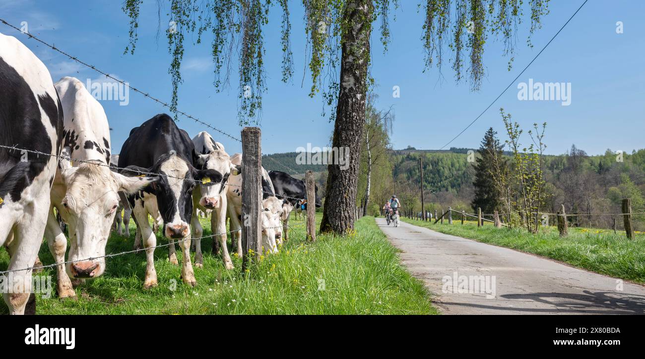winterberg, germany, 1 may 2024: people on bicycle pass cows in spring ...