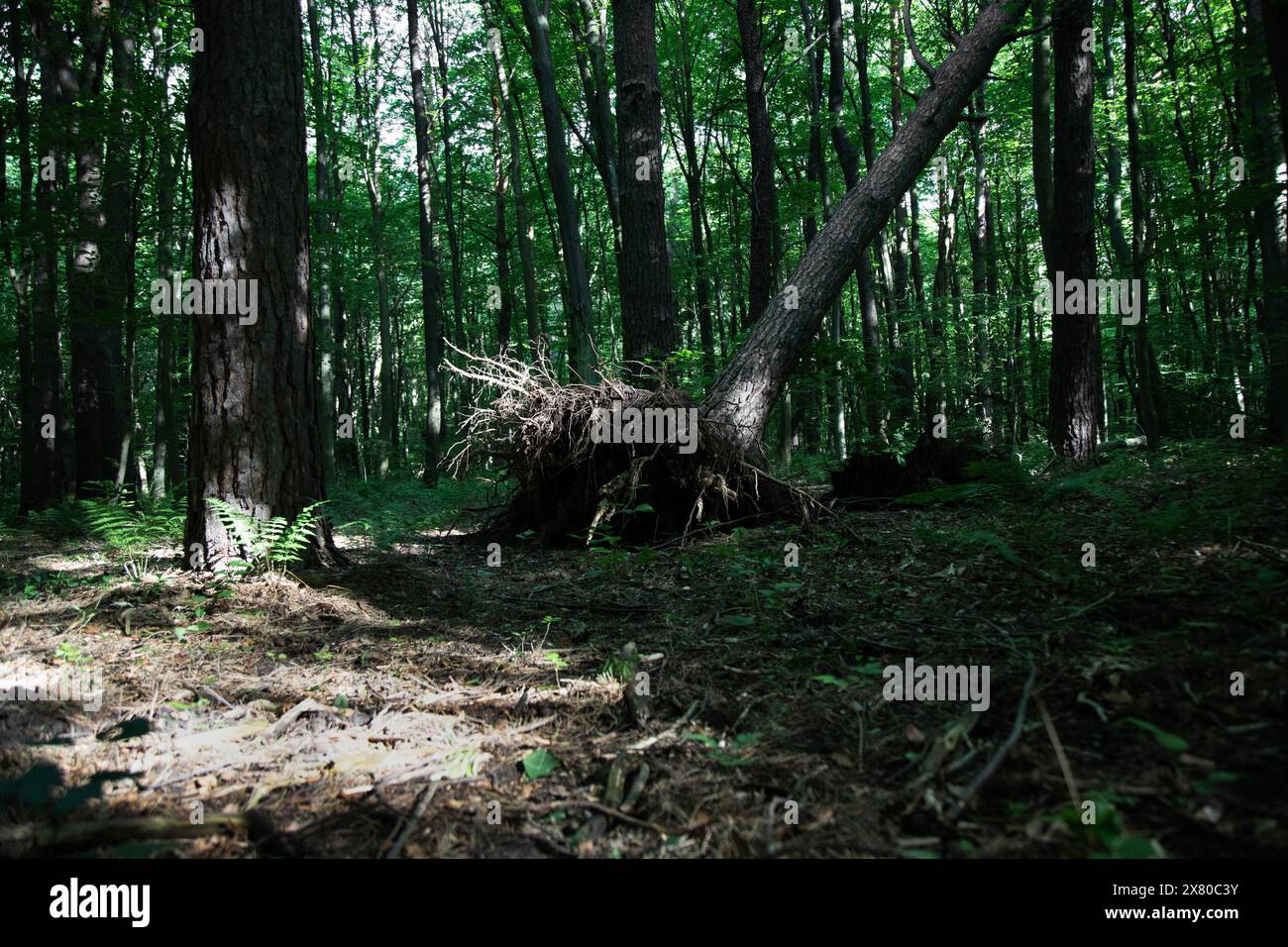 Fallen trunk of a tree with roots in summer forest Stock Photo - Alamy