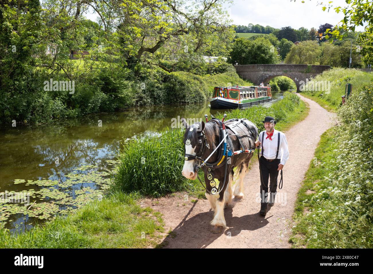 The barge pictured at the Grand Western Canal in Tiverton, devon, UK. The barge is pulled by ...