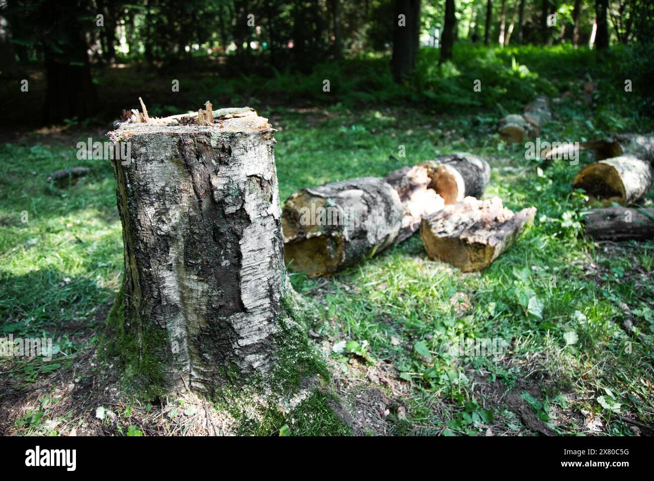 Deforestation forest and Illegal logging Stock Photo - Alamy