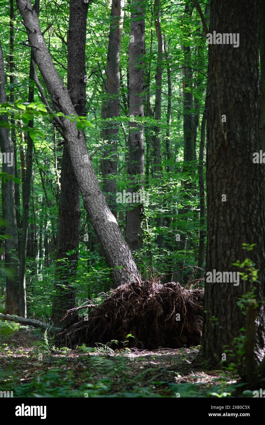 Vertical shot forest fallen hi-res stock photography and images - Alamy
