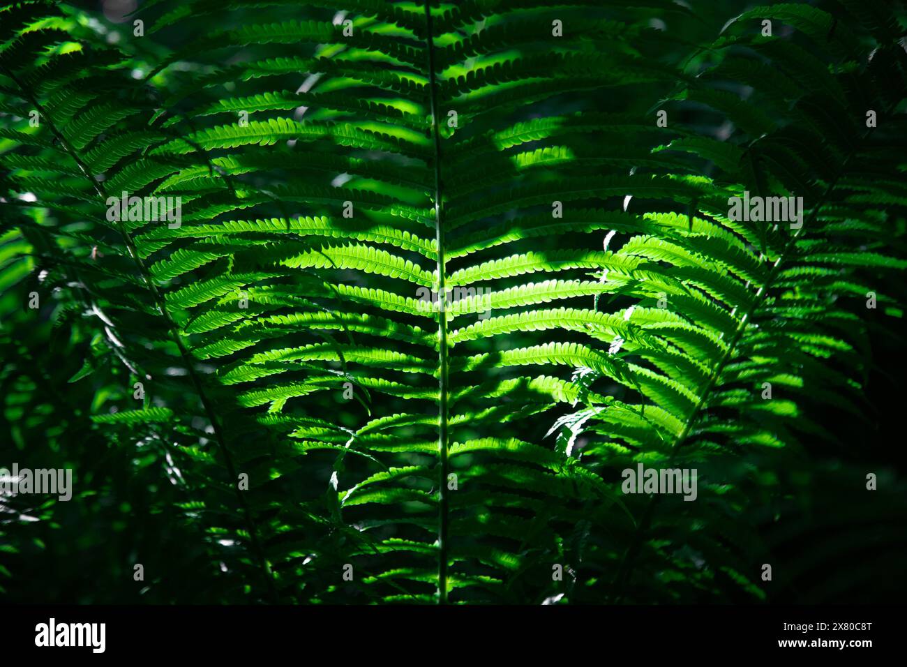 Ferns growing night fern hi-res stock photography and images - Alamy