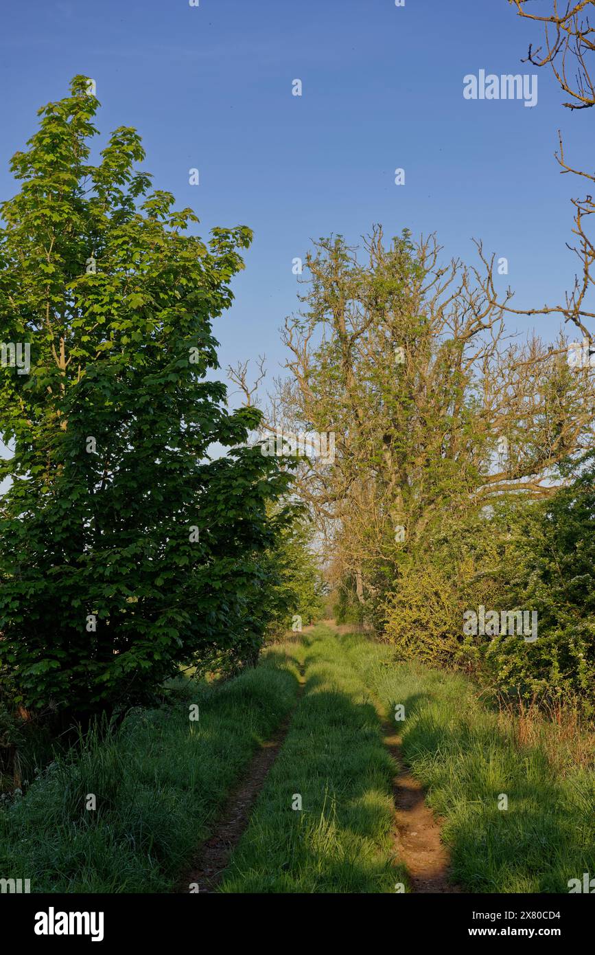 Long straight overgrown track hi-res stock photography and images - Alamy