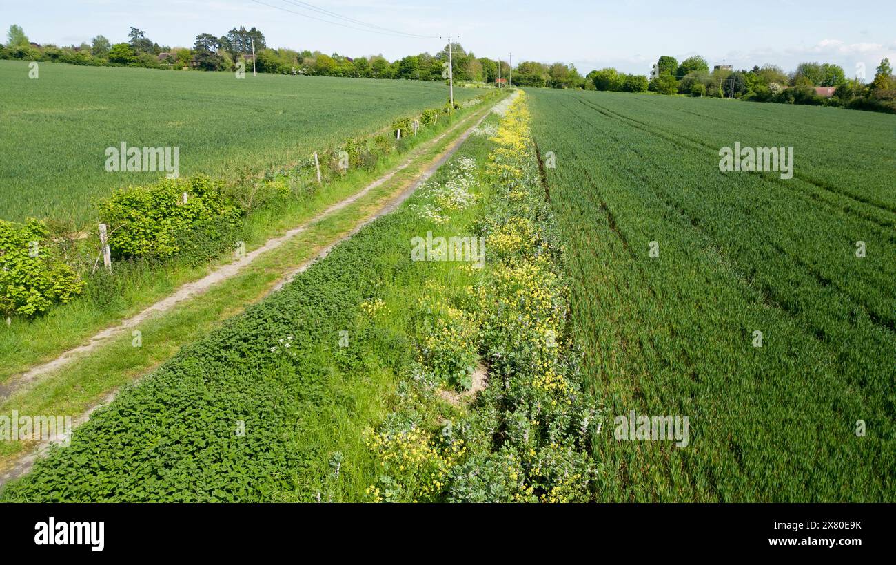 Aerial view of Arable Margins between fields on farmland near the ...