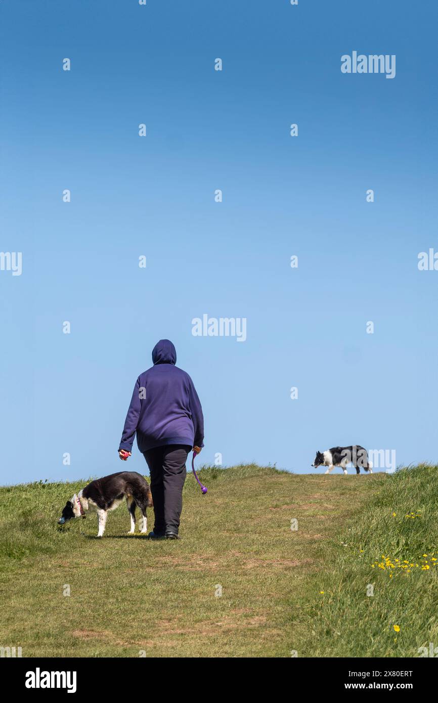 A dog walker and two Border Collie dogs walking along the edge of a ...