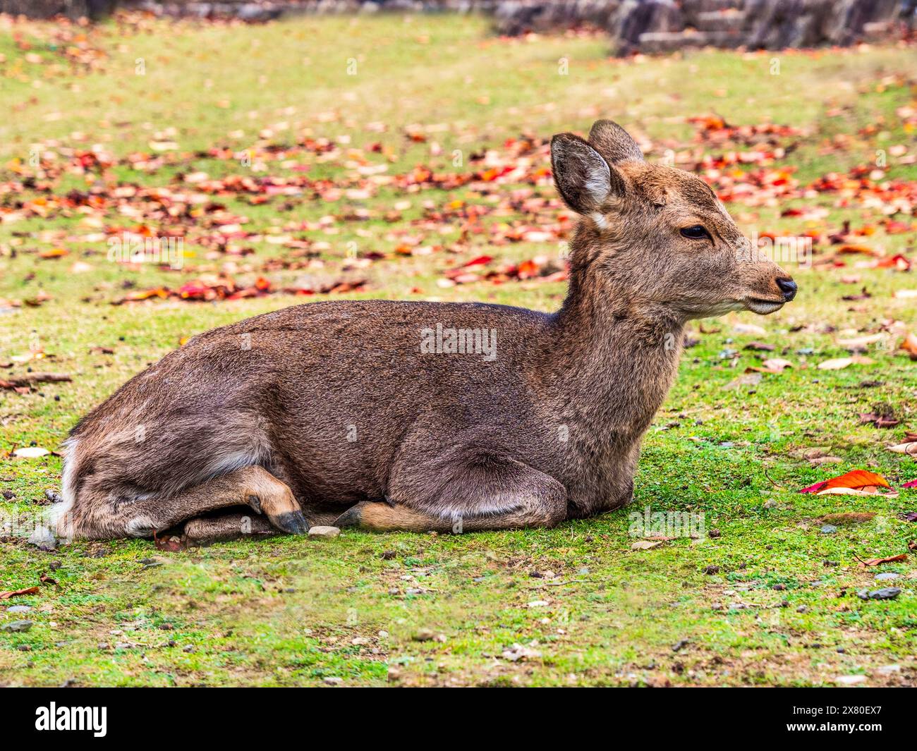 Relaxed lying young female sika deer (Cervus nippon) in Nara, Japan ...