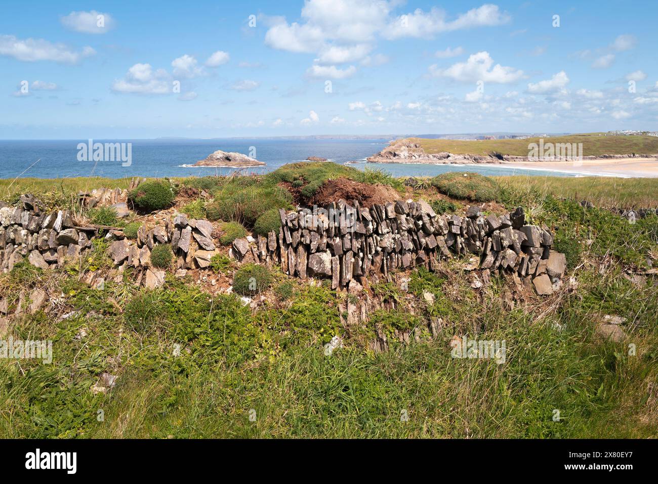 The remains of an old traditional Cornish hedge on Pentire Point West ...