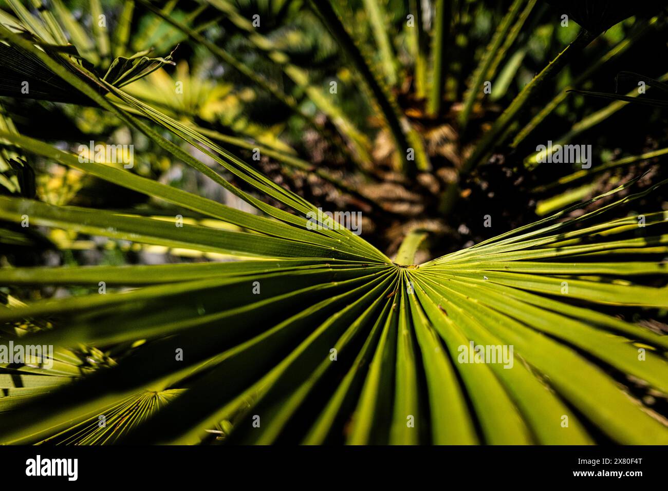 A close up view of a Trachycarpus fortunei growing in Trenance Gardens ...