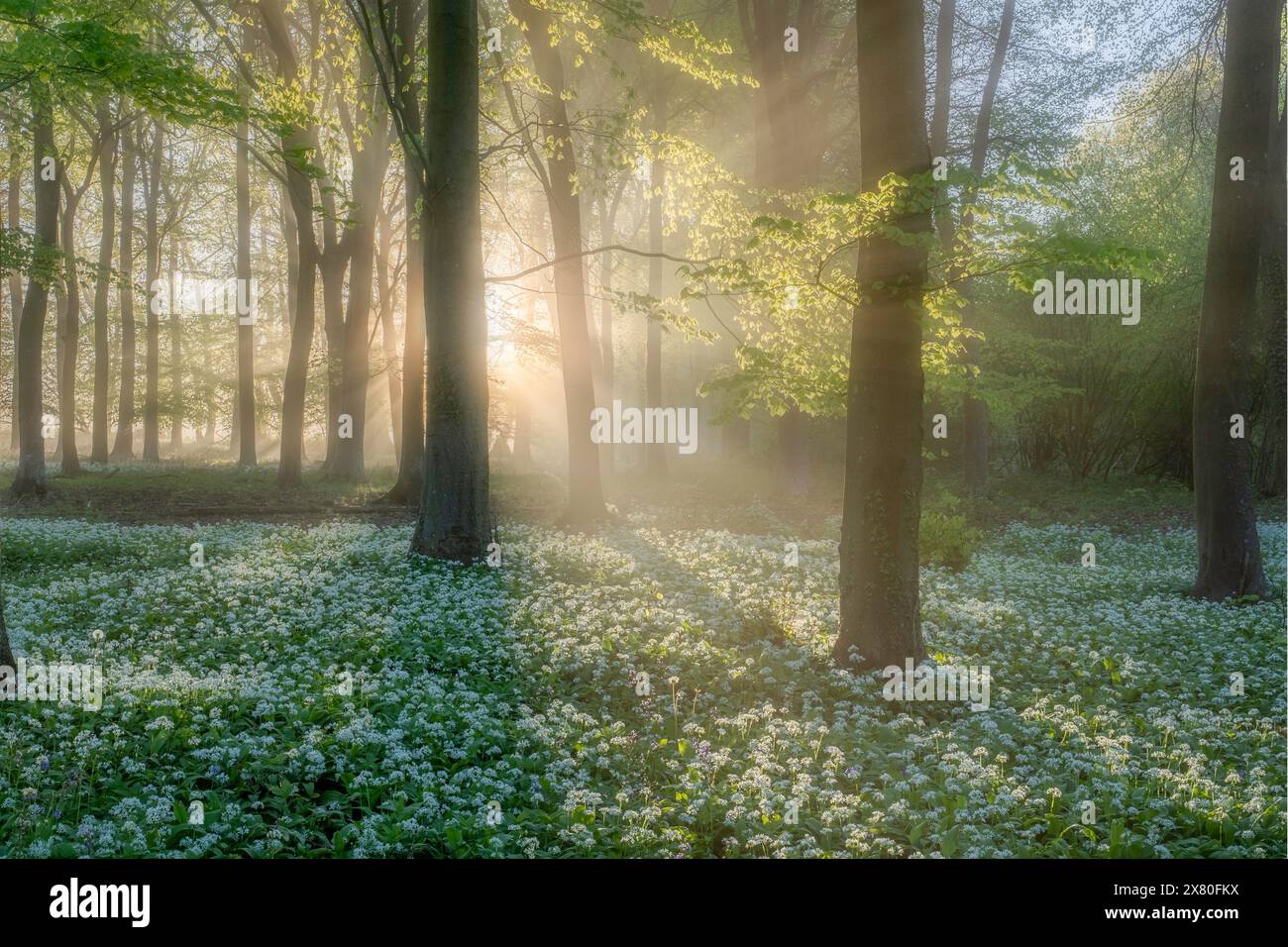 Early morning sun penetrating the mist in the wild garlic wood of ...