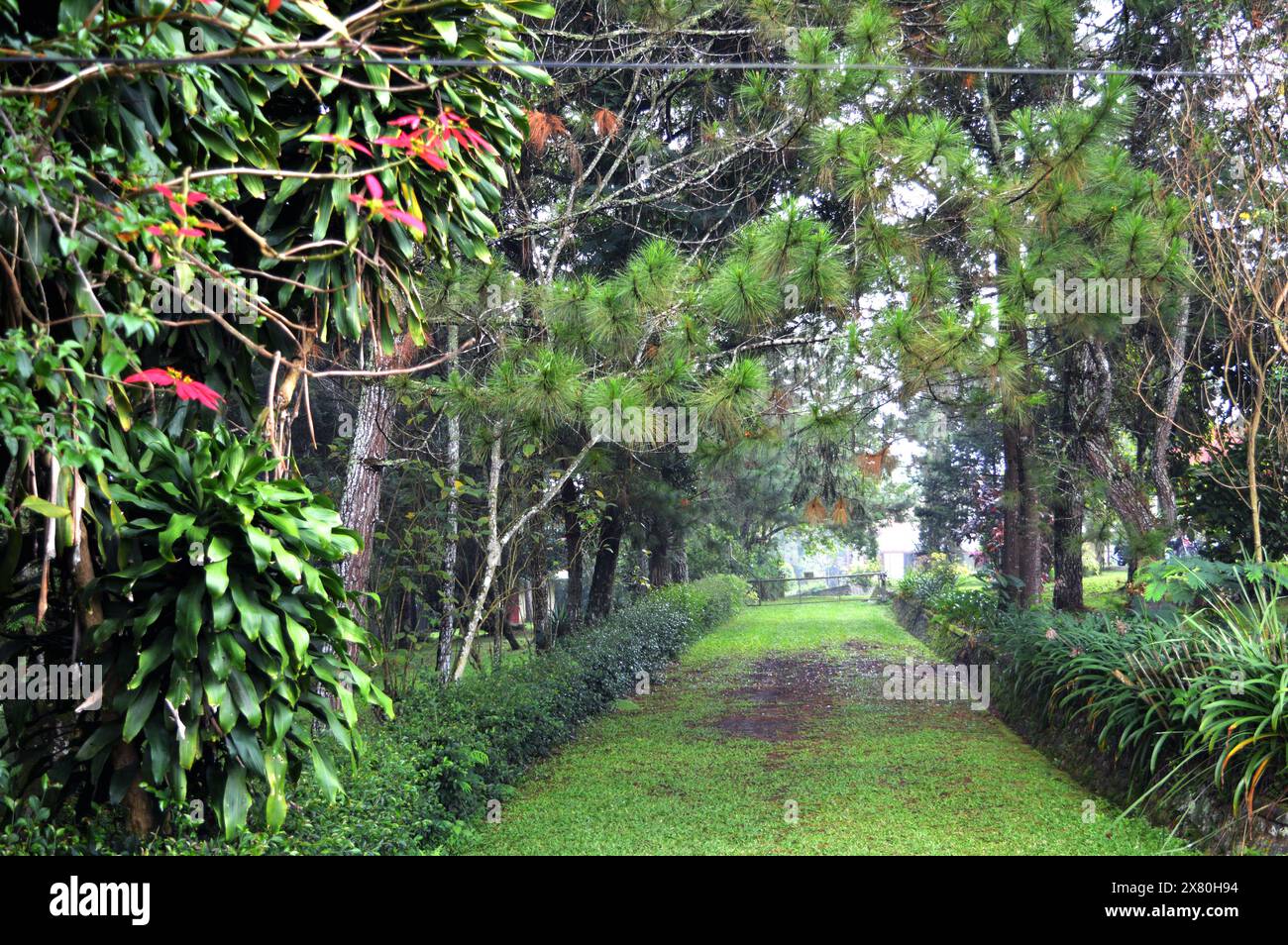 A beautiful romantic, rustic, English Lavender garden in soft summer ...