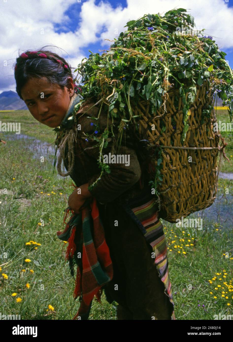 Gathering winter fodder for cattle Stock Photo - Alamy