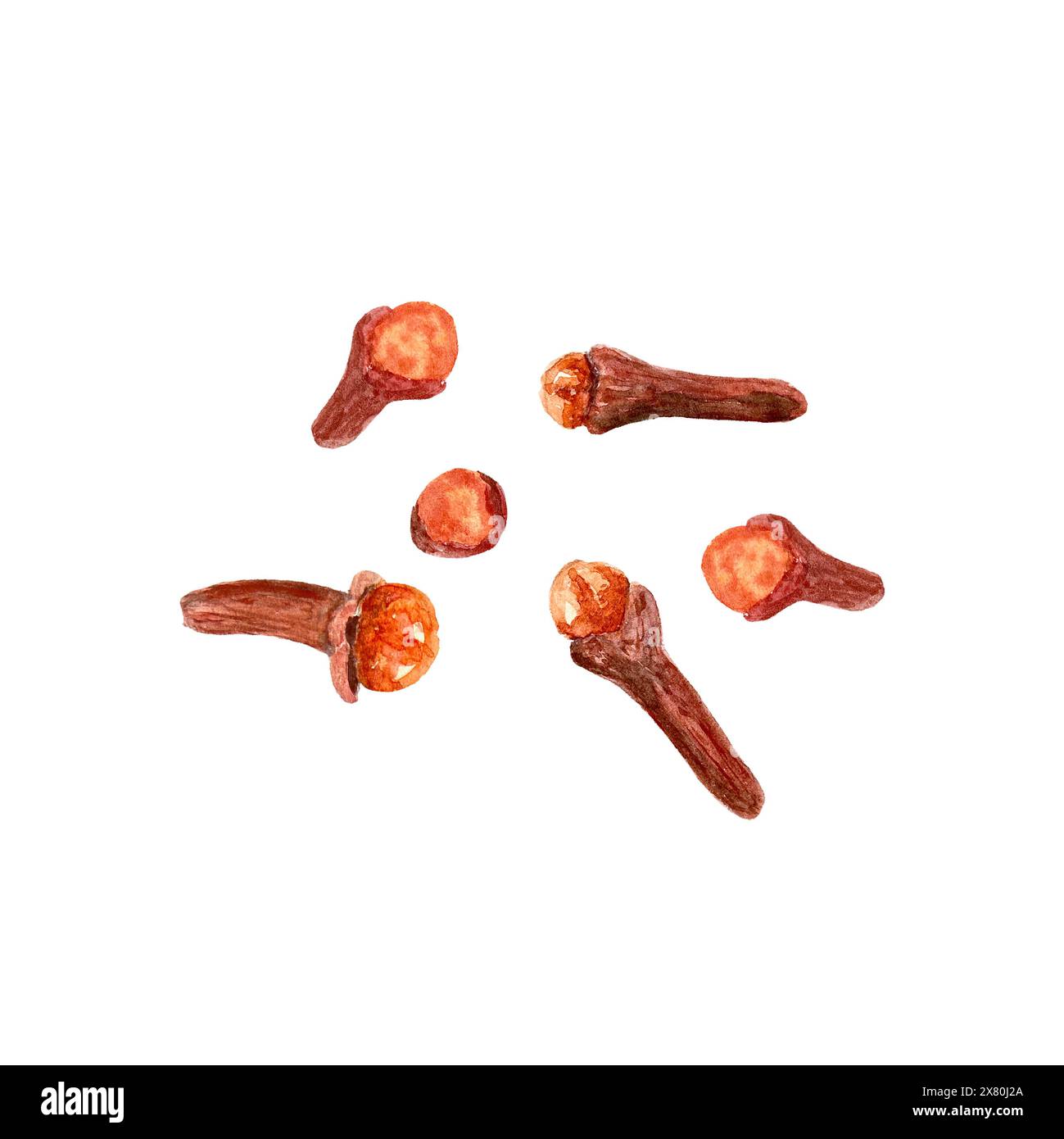 Clove spice illustration set in watercolor isolated on white background ...