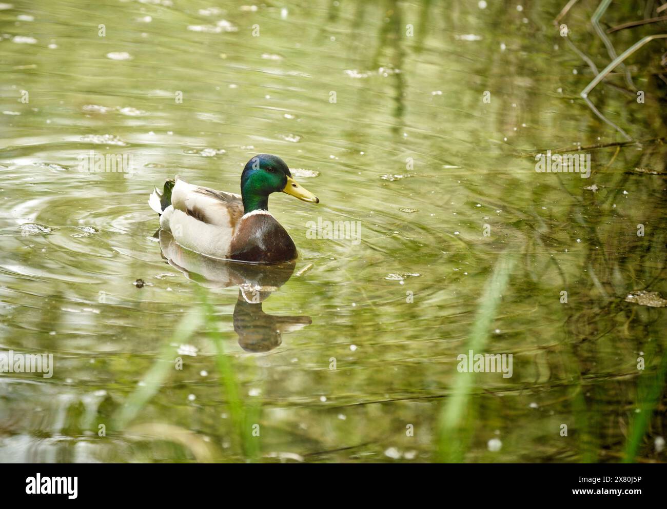 Brownie wave hi-res stock photography and images - Alamy