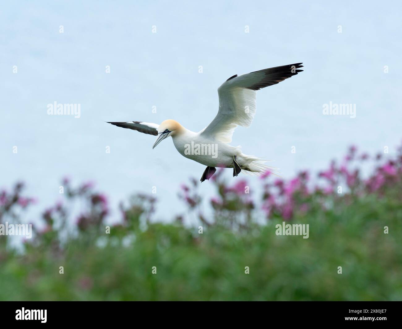 gannet Morus bassanus landing among the swathes of red campion (Silene ...