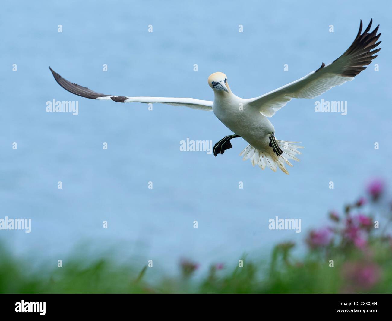 gannet Morus bassanus landing among the swathes of red campion (Silene ...