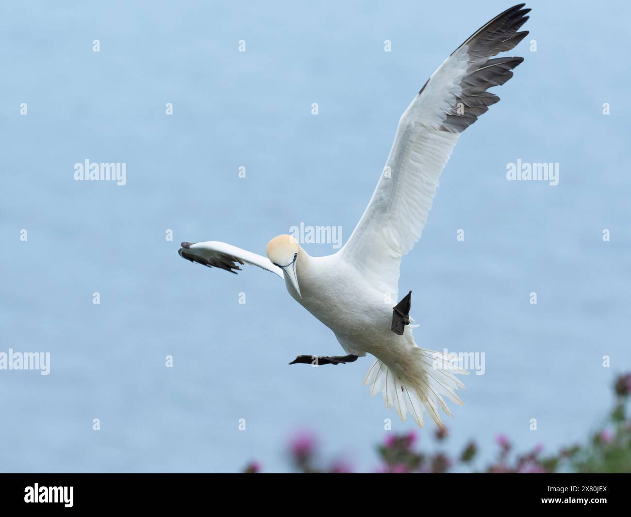 gannet Morus bassanus landing among the swathes of red campion (Silene ...