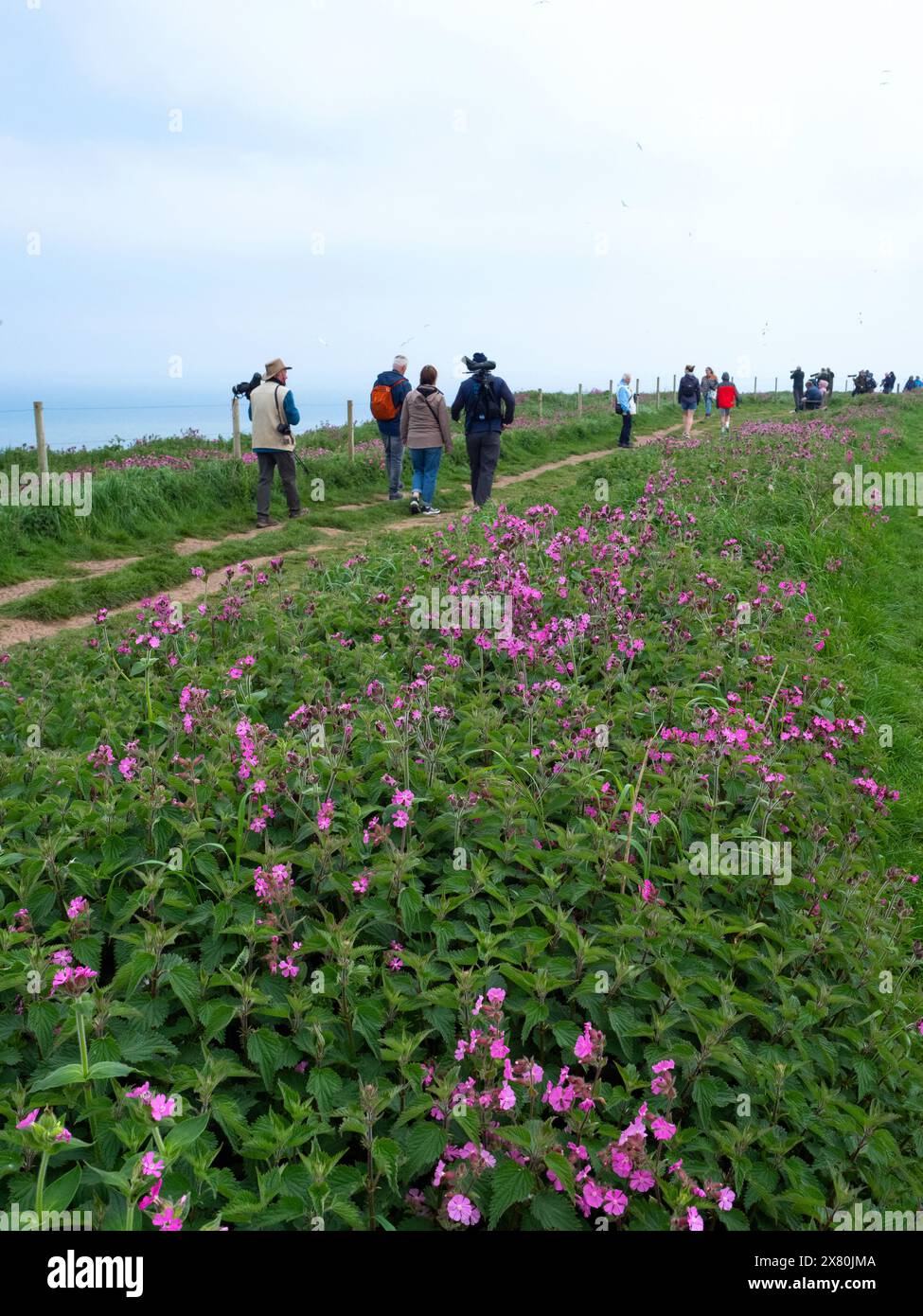 RED CAMPION lights up Birdwatchers at Bempton Cliffs, Yorkshire ...
