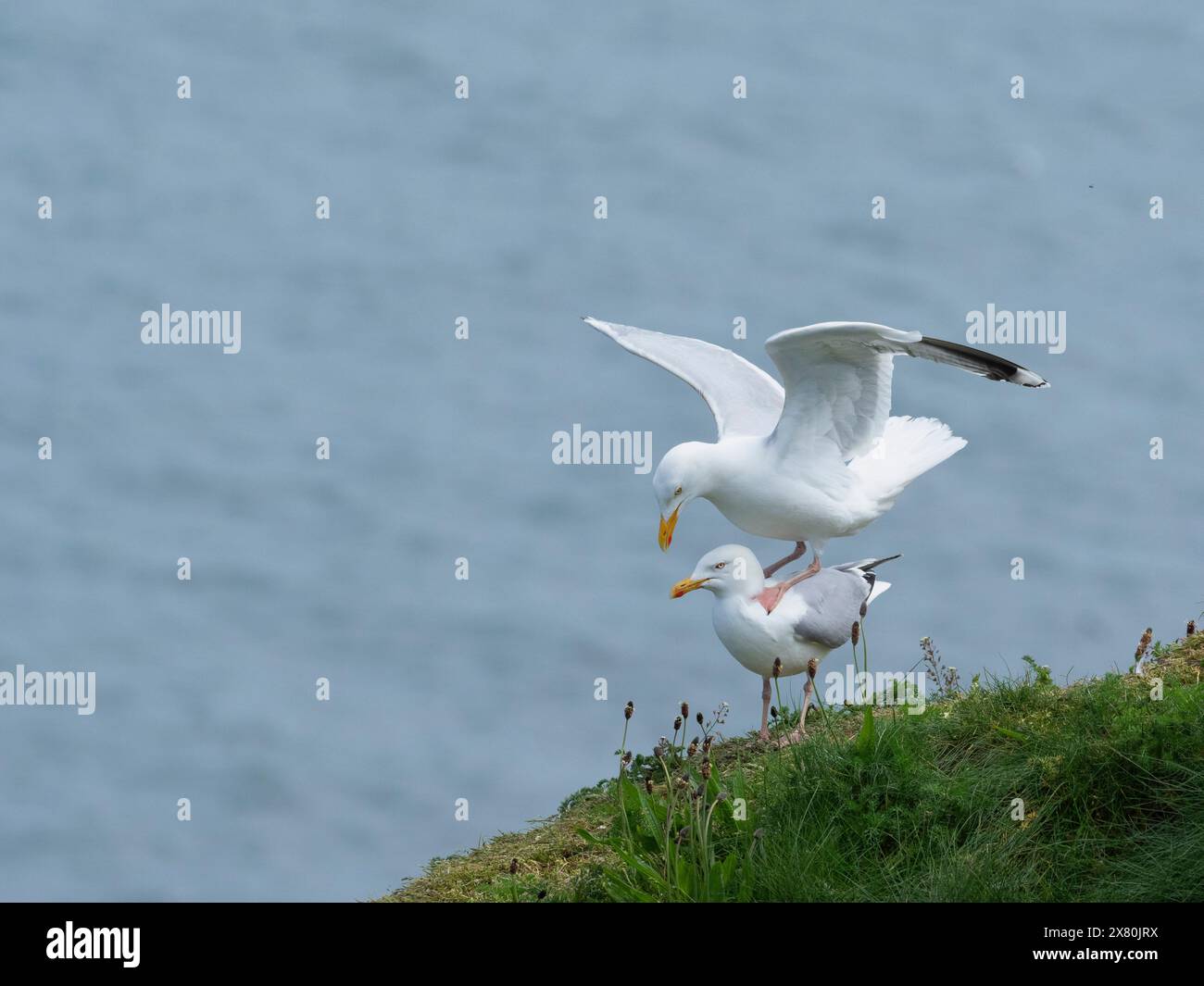 Mating herring gulls. Larus argentatus at Bempton Cliffs. Yorkshire. UK ...