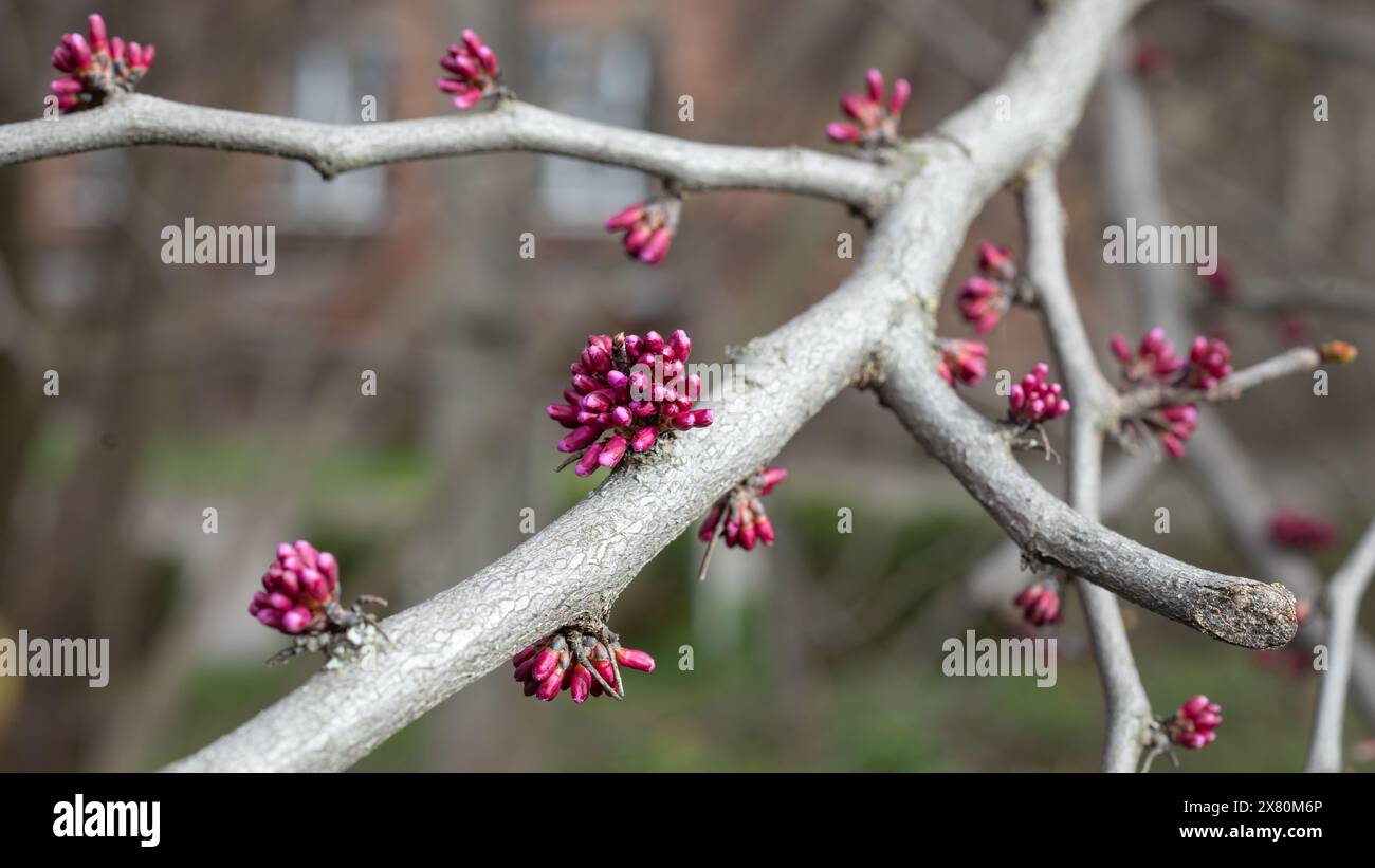 Cercis canadensis, eastern redbud, Known as Judas tree , flower buds ...