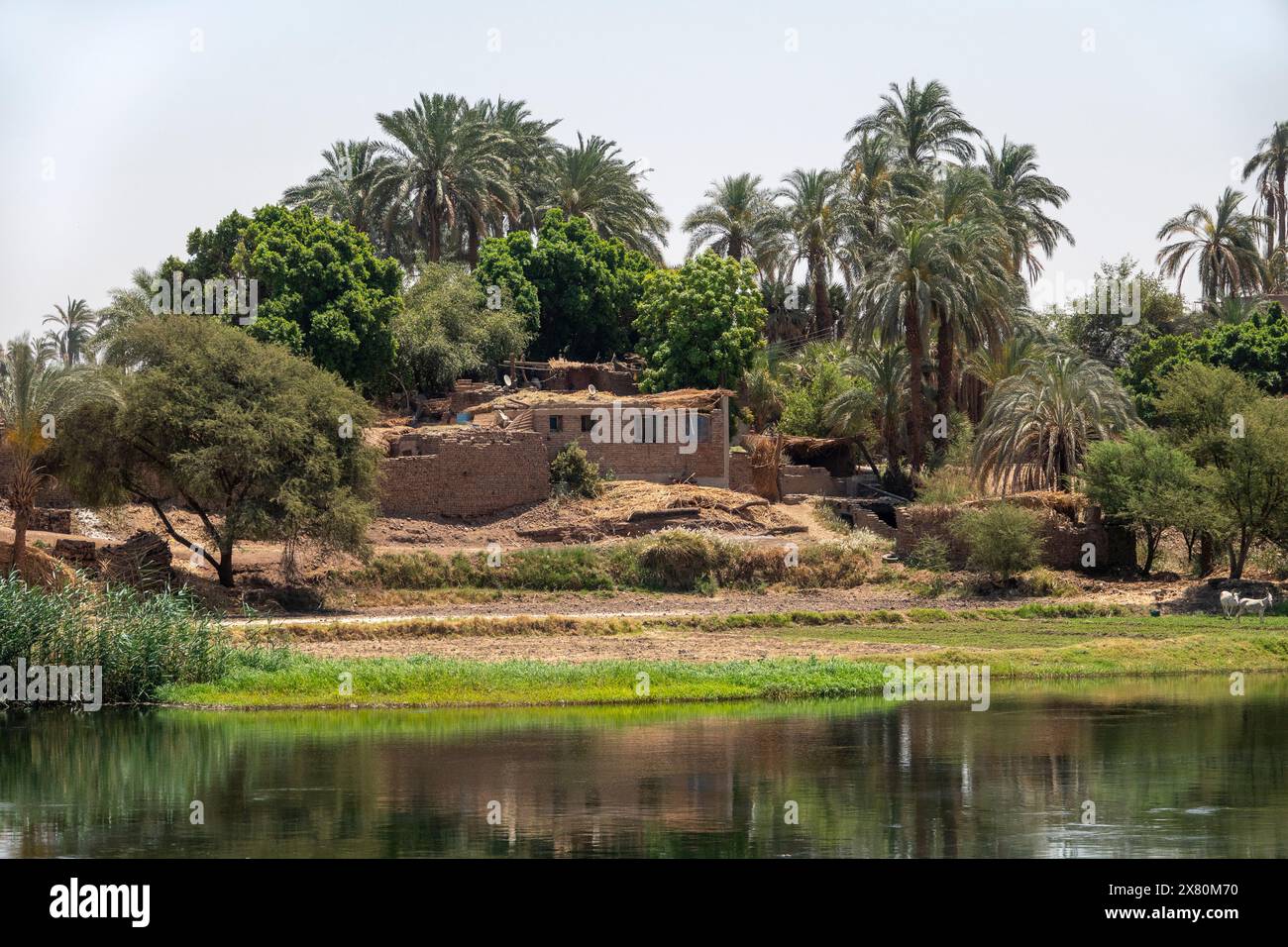 A river Nile bank view at waters edge, Egypt, Africa Stock Photo - Alamy