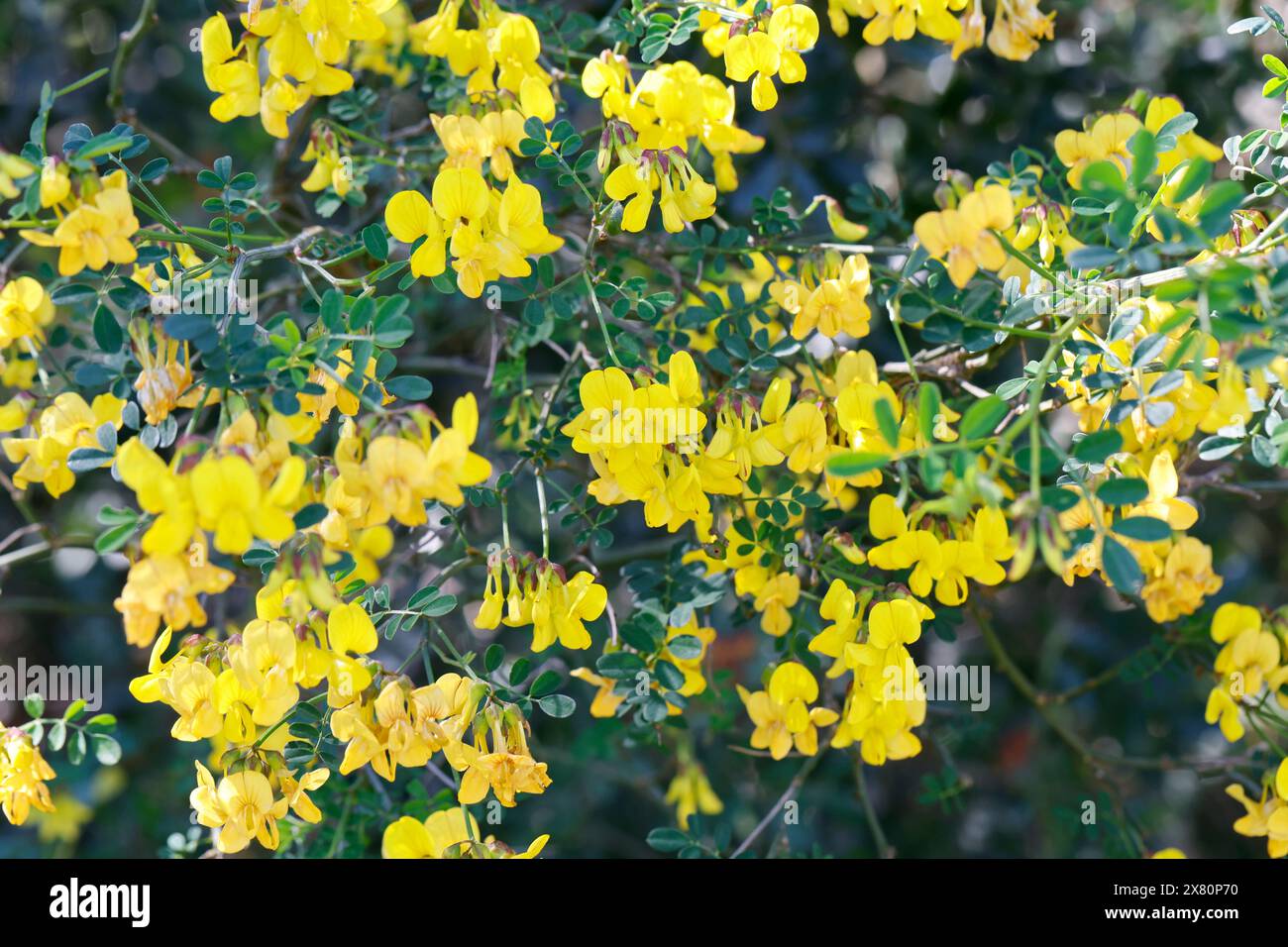 Strauchwicke, Strauchkronwicke, Strauch-Kronwicke, Hippocrepis emerus ...