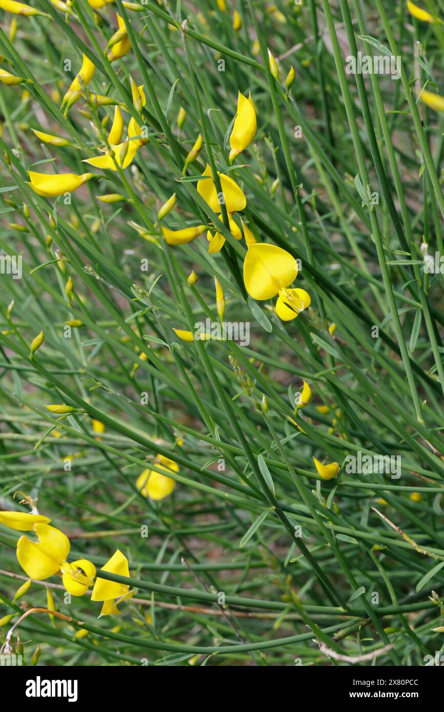 Pfriemenginster, Binsenginster, Spanischer Ginster, Spartium junceum ...