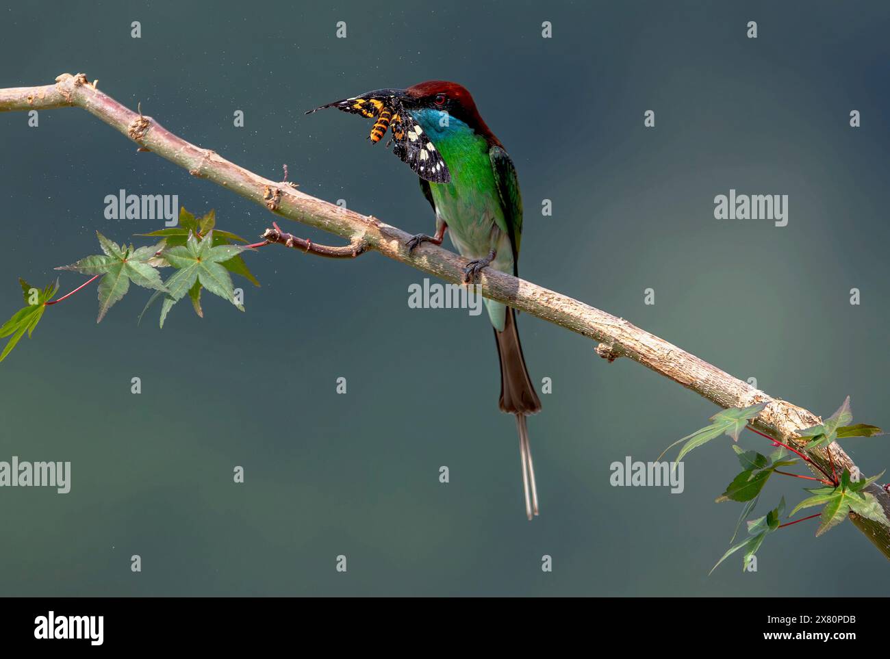 Fuzhou, China's Fujian Province. 10th May, 2024. A blue-throated bee ...