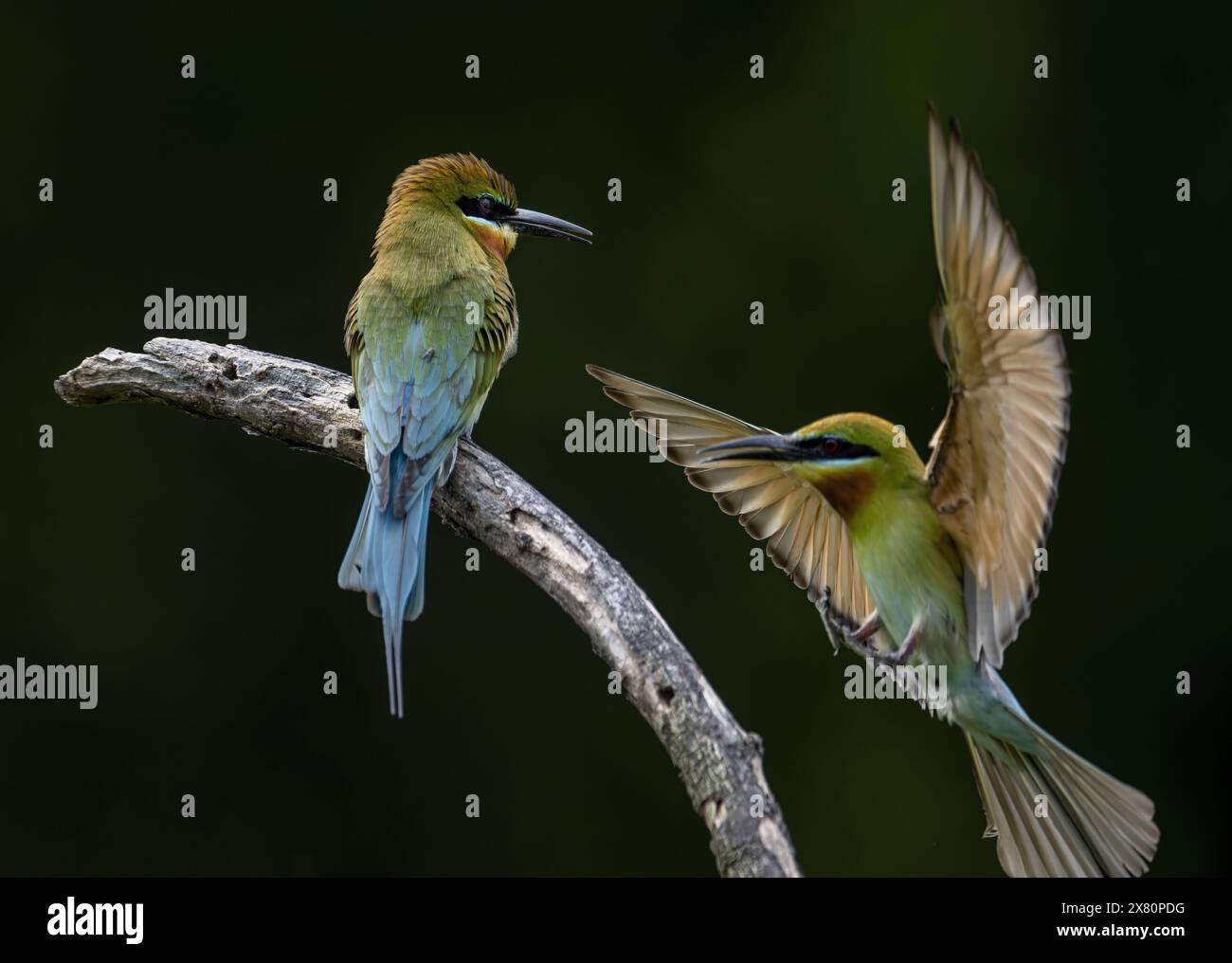 Fuzhou, China's Fujian Province. 10th May, 2024. Blue-tailed bee eaters ...