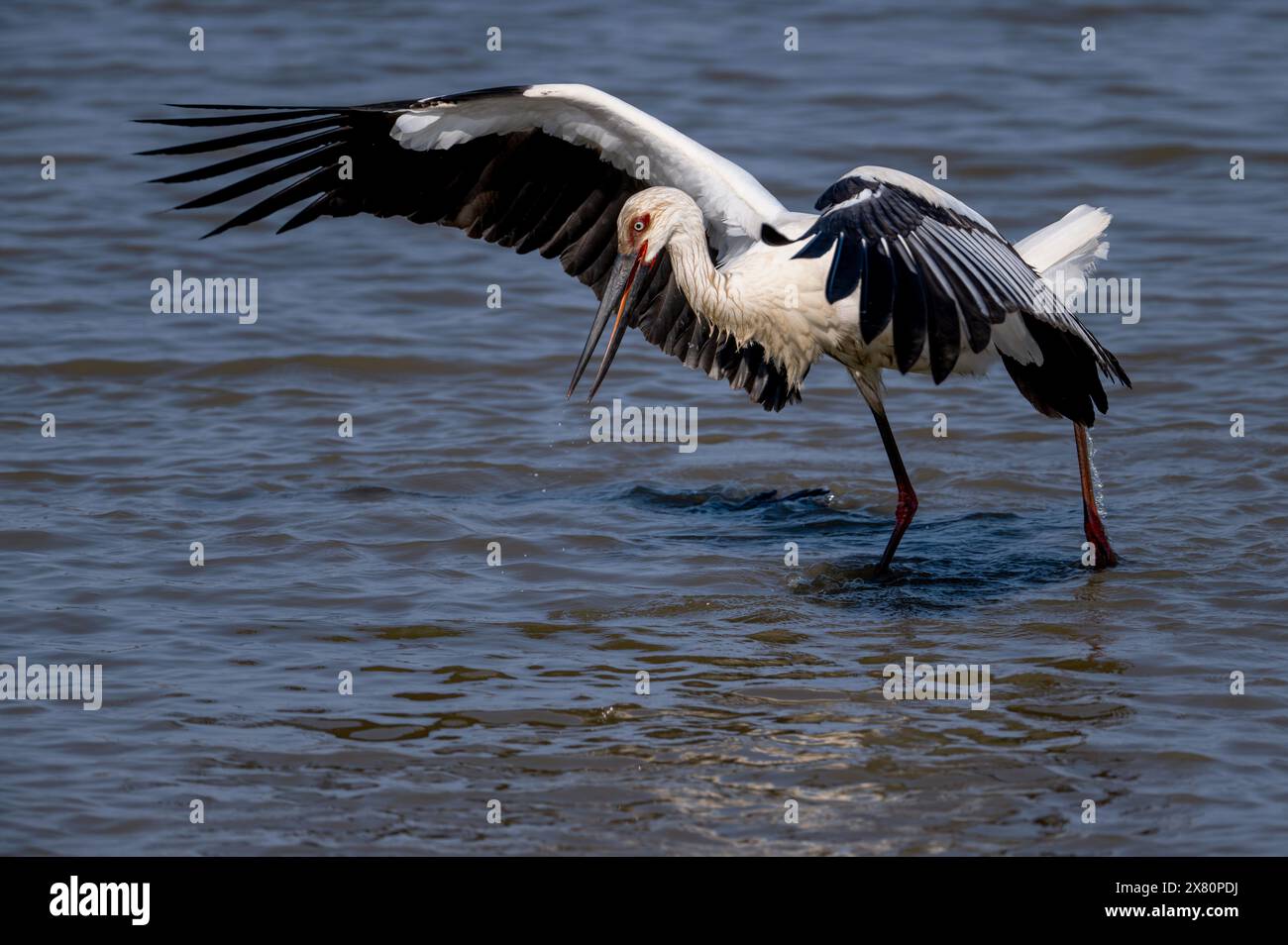 Fuzhou, China's Fujian Province. 27th Nov, 2023. An oriental white ...