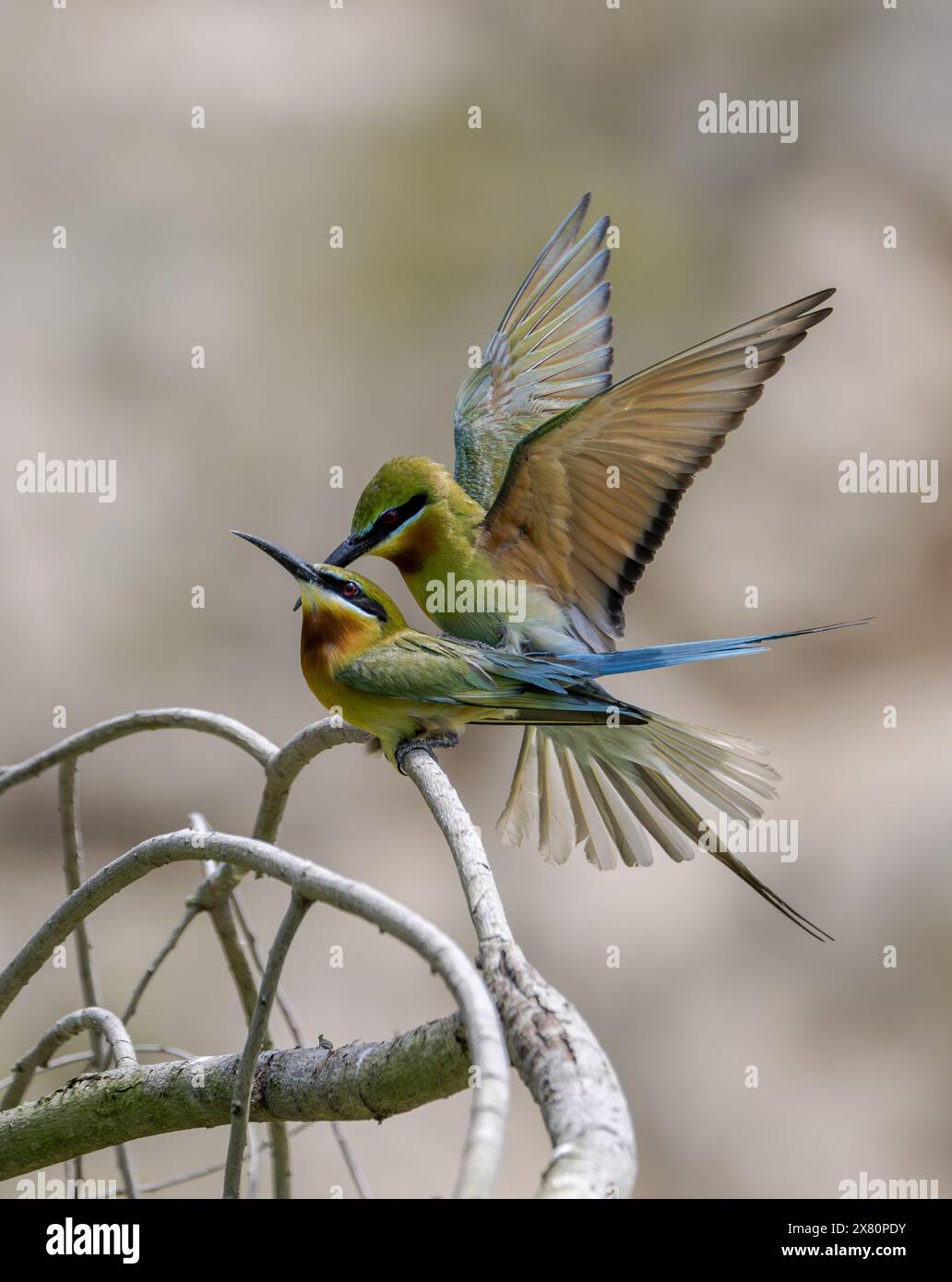 Fuzhou, China's Fujian Province. 10th May, 2024. Blue-tailed bee eaters ...