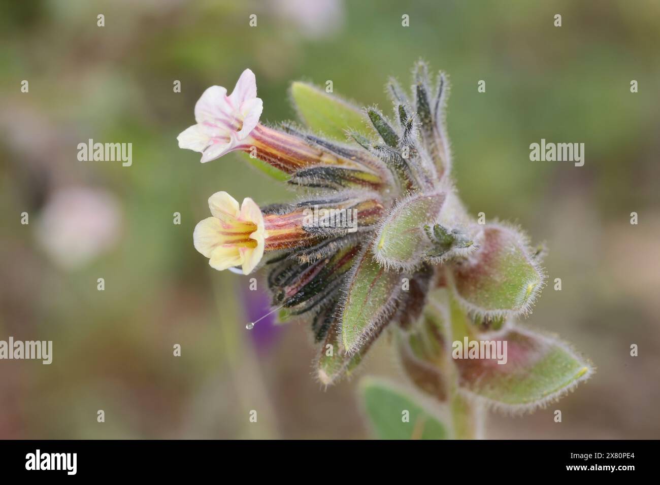 Yellow monks wort hi-res stock photography and images - Alamy