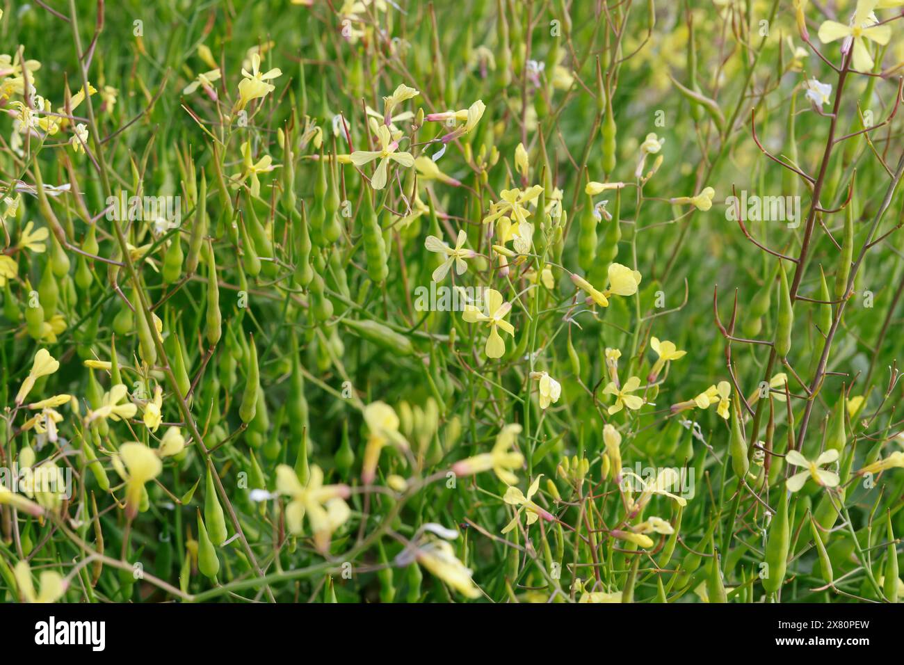 Acker-Rettich, Ackerrettich, Hederich, Wilder Rettich, Raphanus ...