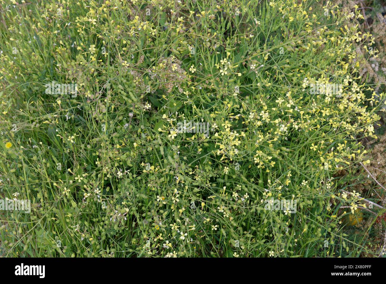 Acker-Rettich, Ackerrettich, Hederich, Wilder Rettich, Raphanus ...